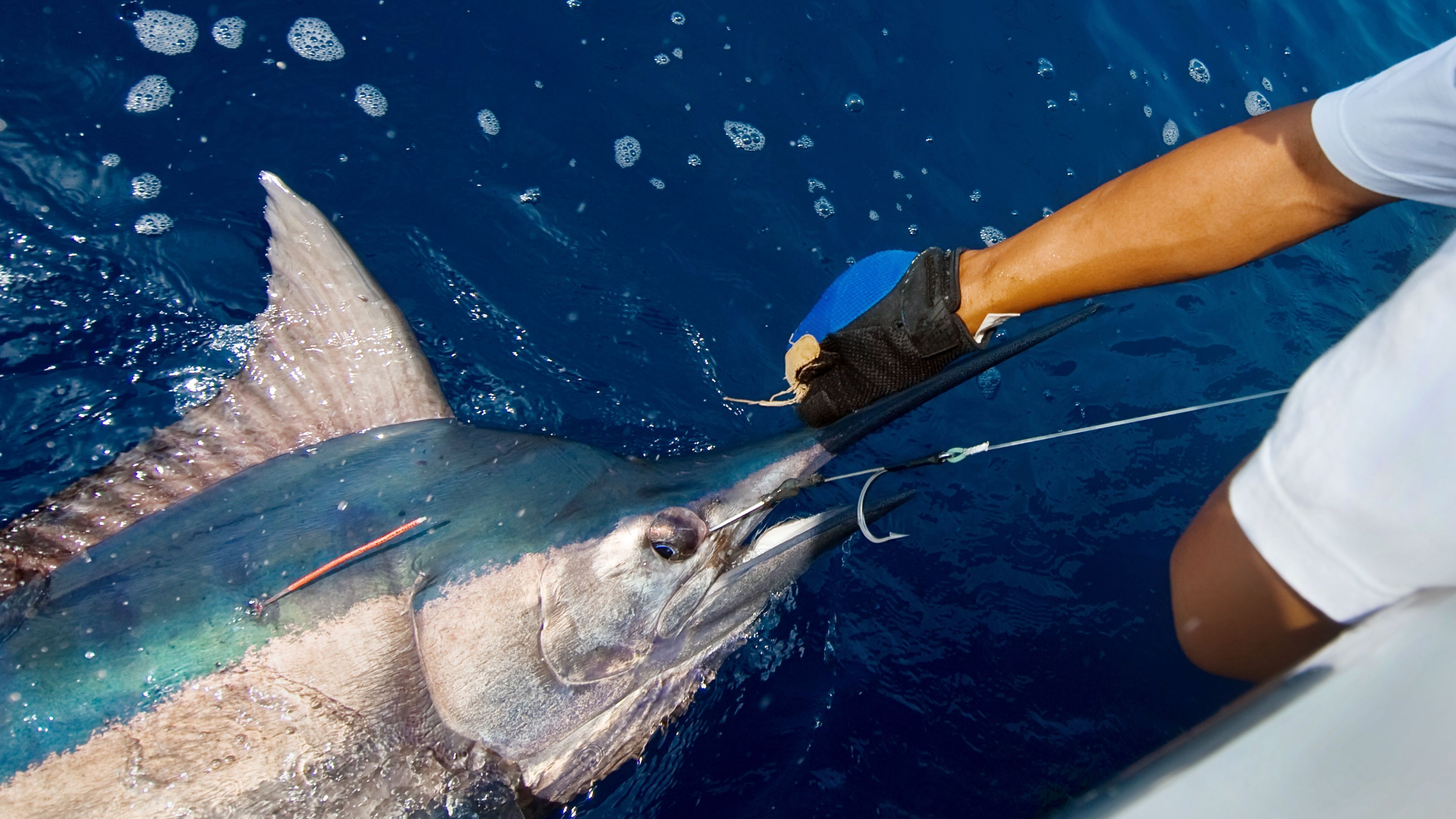 Dream Sport Fishing Destinations for Every Angler | Hertz Blog