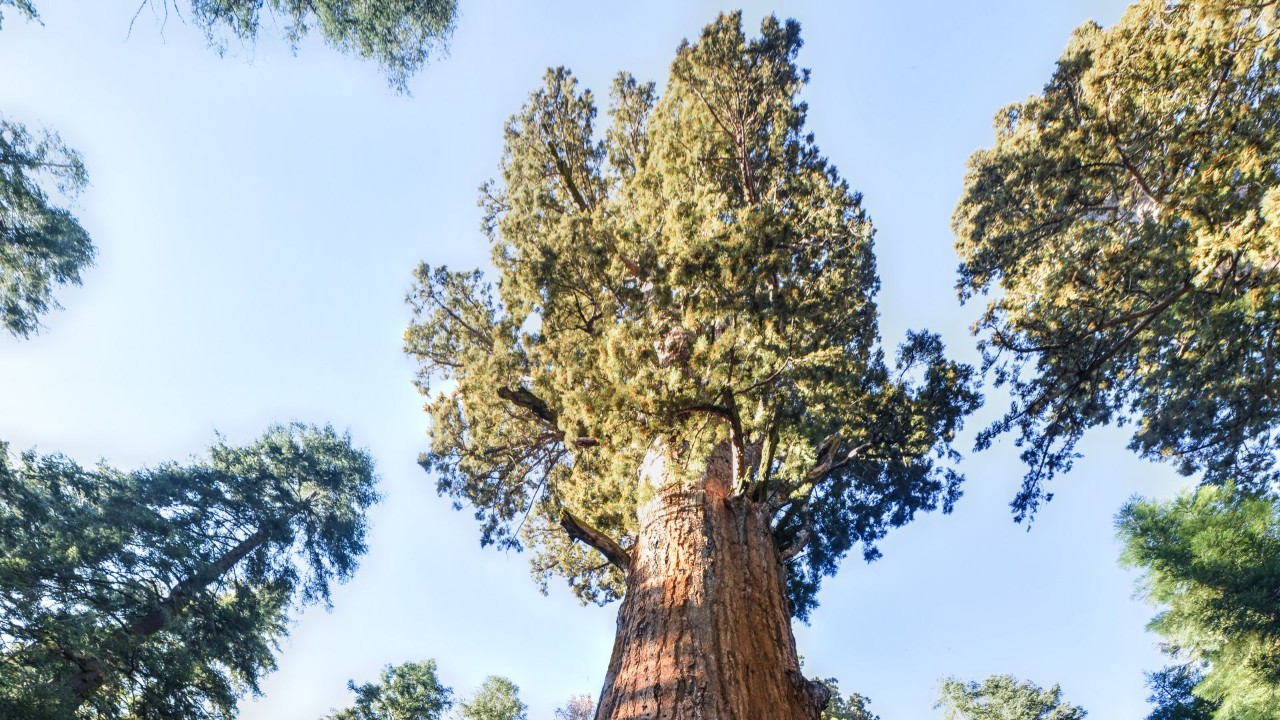 A California Road Trip: Sequoia & Kings Canyon to Death Valley | Hertz Blog