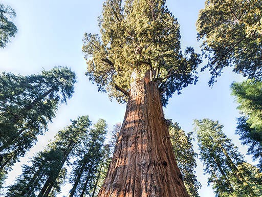 A California Road Trip: Sequoia & Kings Canyon to Death Valley