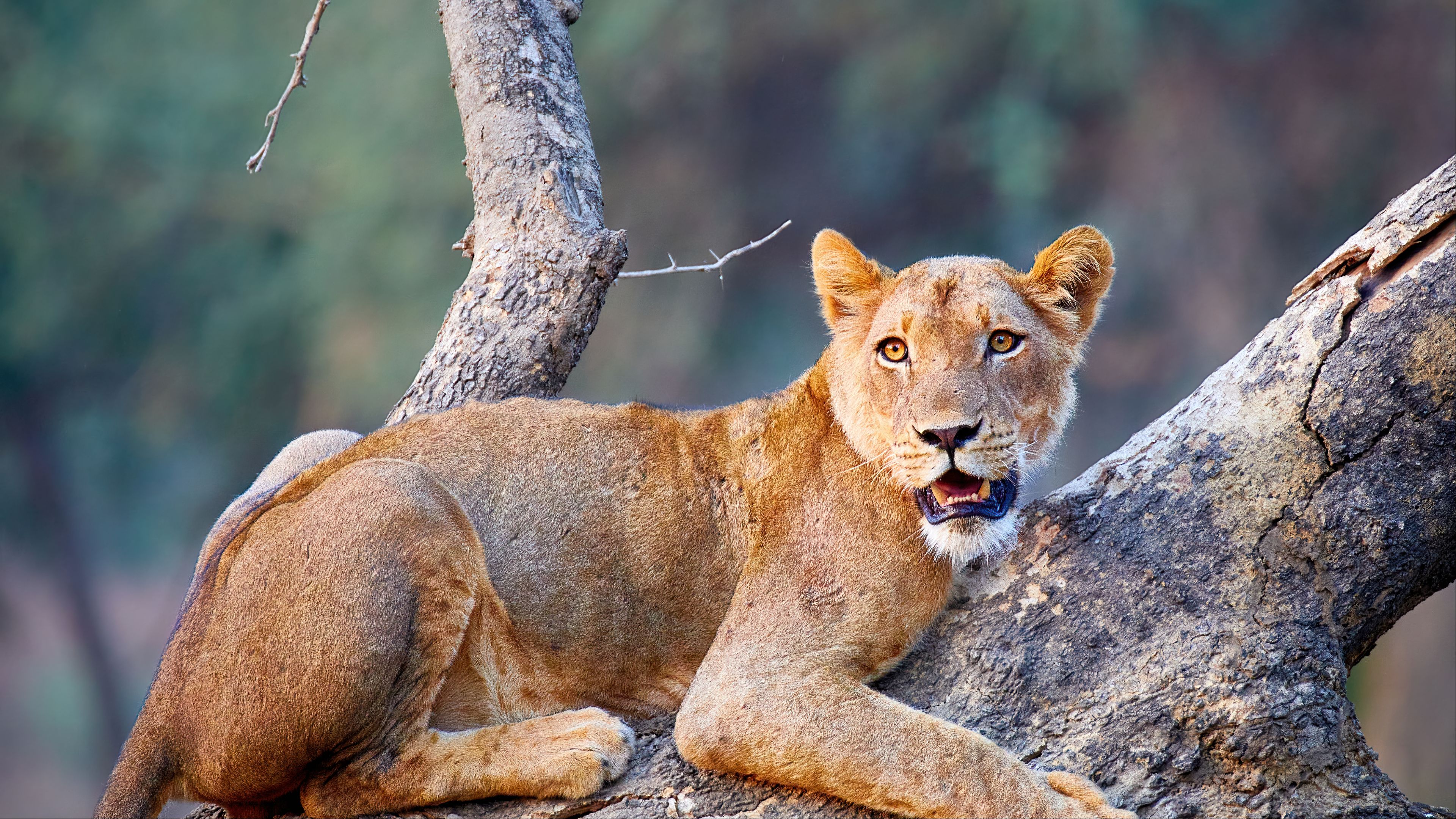 Call of the Wild: Best American Wildlife Vacations | Hertz Blog